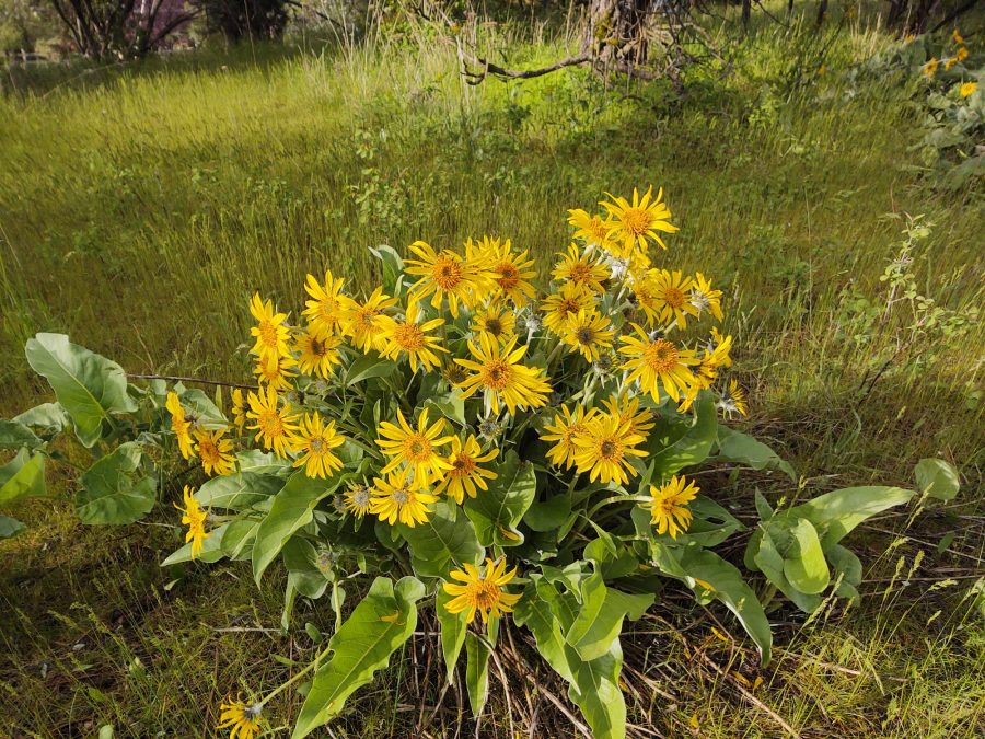 Arrowleaf Balsamroot – Saltese.org