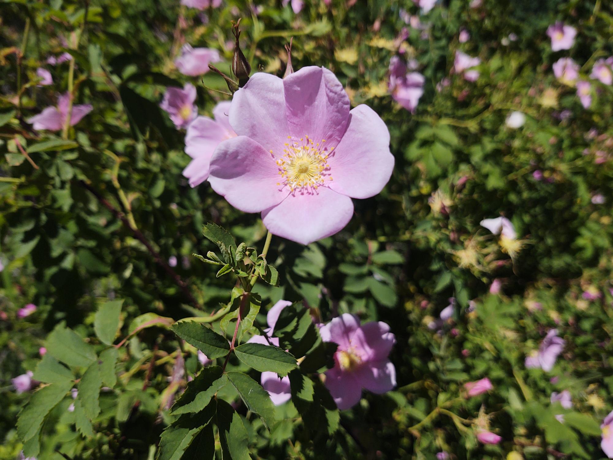 Woods Rose – Saltese.org
