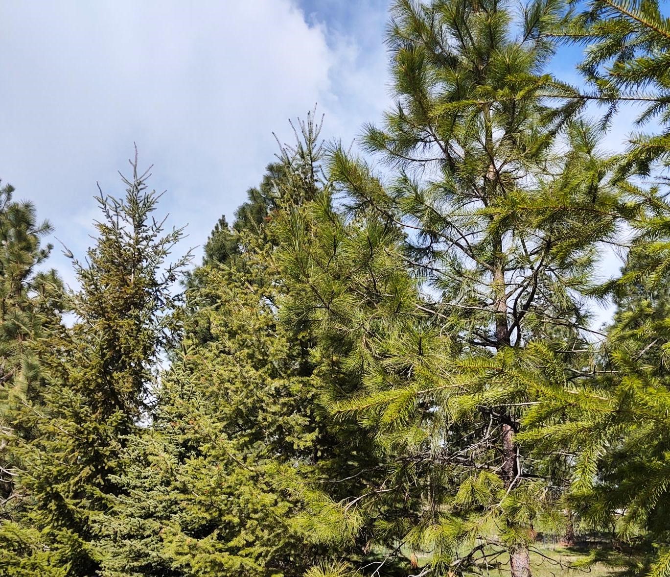 Trees – Saltese.org