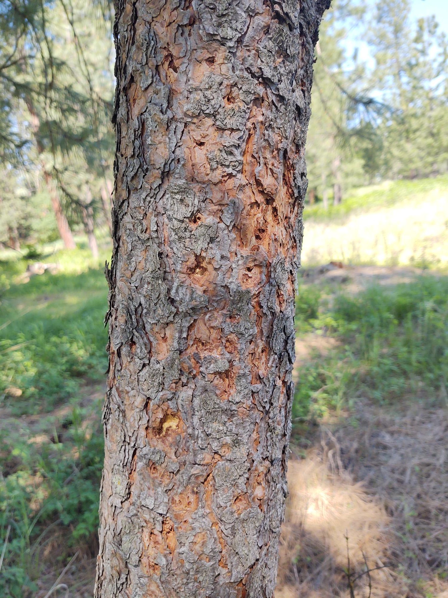 Bark Beetles – Saltese.org